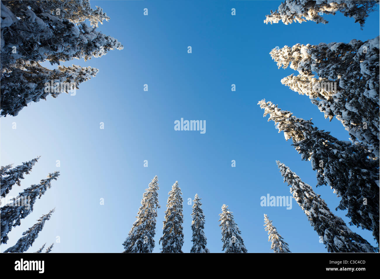 View of snow covered spruce treetops ( Picea Abies , fir trees) in the taiga forest , Finland ...