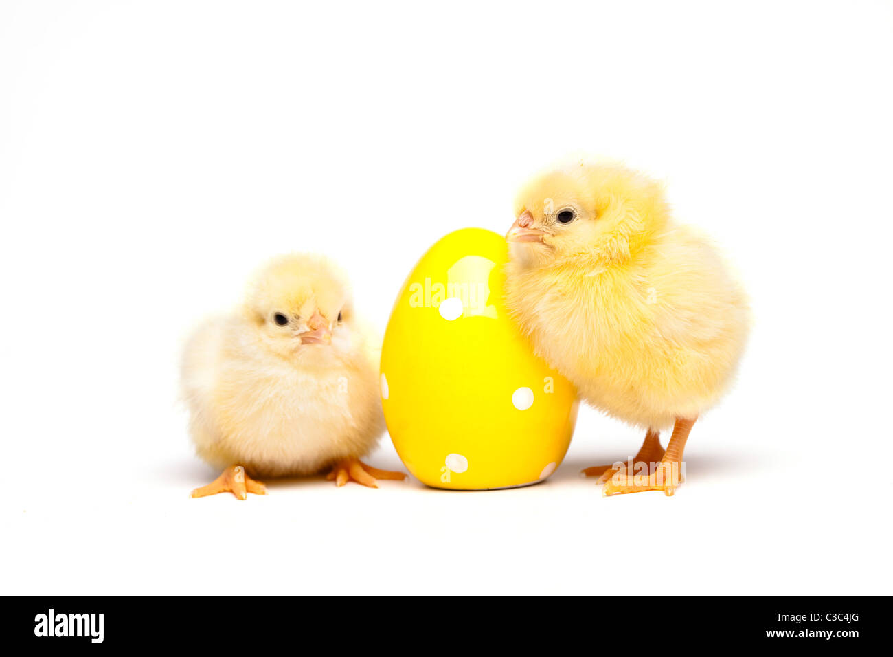 Yellow Chick over white background Stock Photo - Alamy