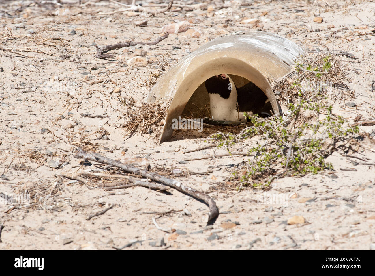 African Penguin (Spheniscus demersus) panting from heat in artificial ...