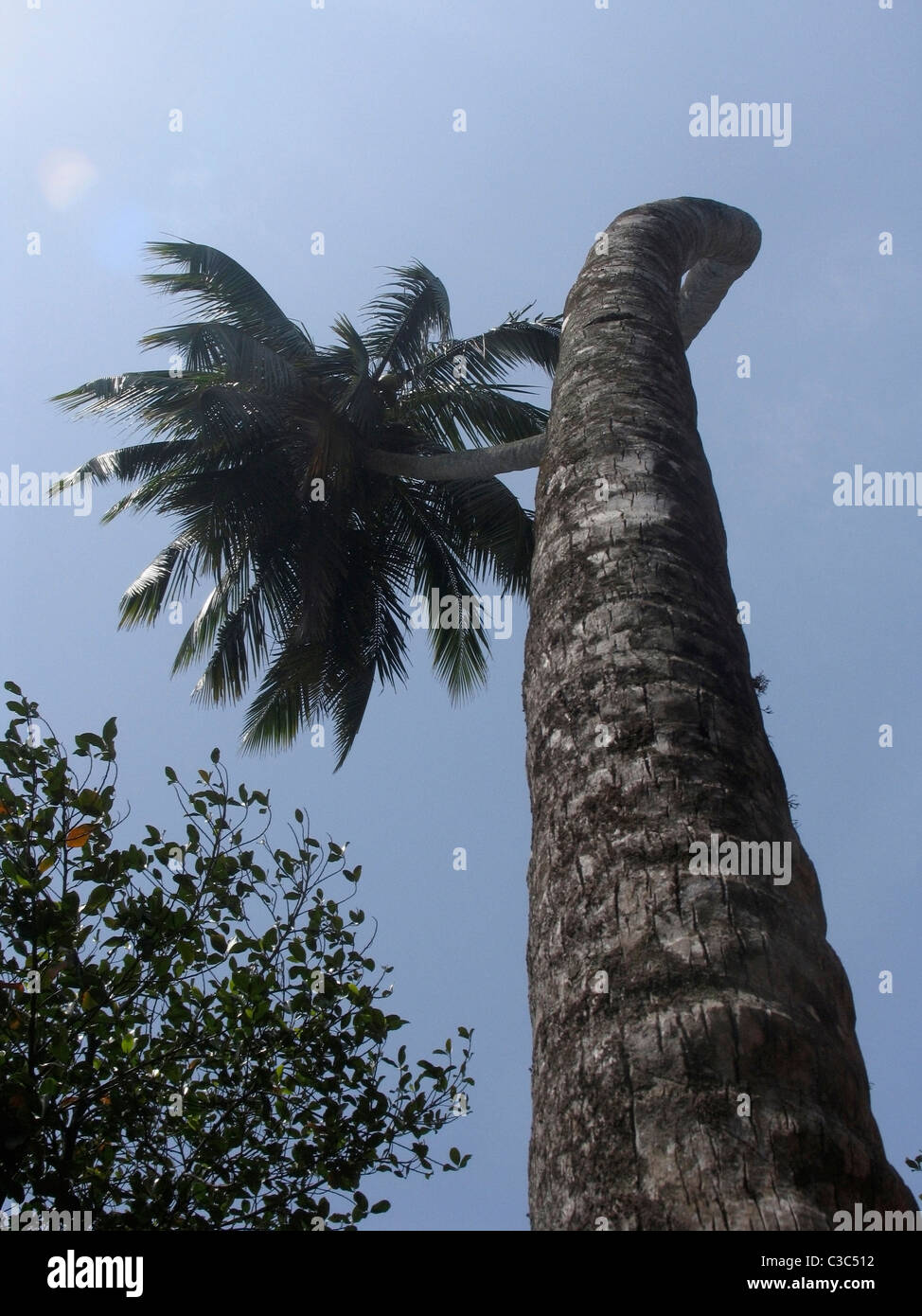 Coconut palm trees, India Stock Photo - Alamy