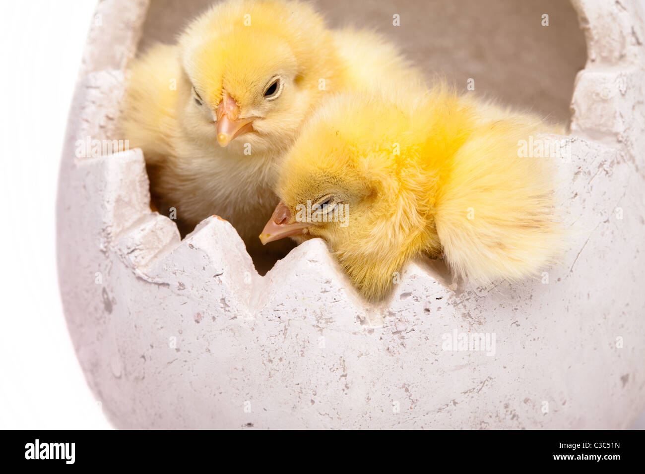 Yellow Chick over white background Stock Photo - Alamy