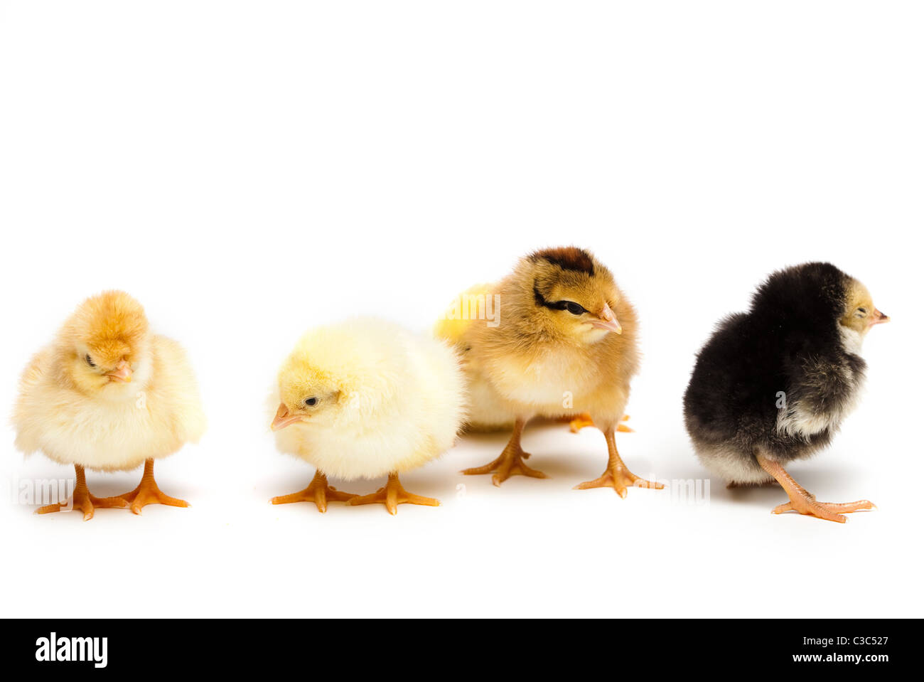 Yellow Chick over white background Stock Photo - Alamy
