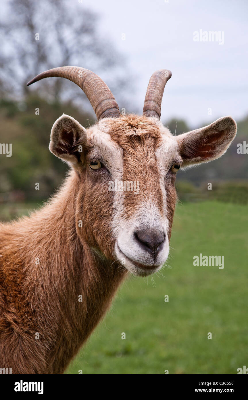 brown goat billy Stock Photo - Alamy