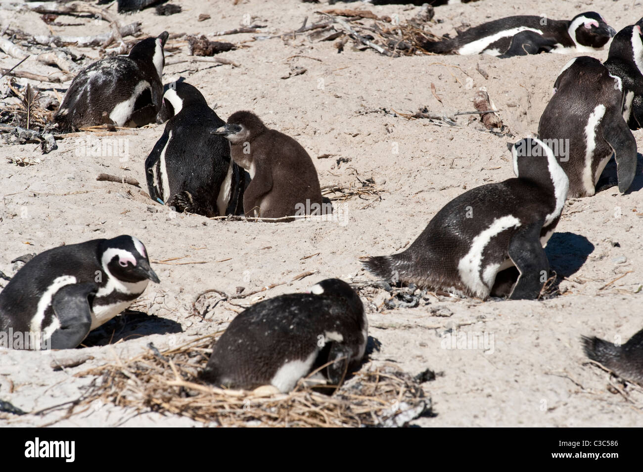 African Penguins (Spheniscus demersus) nesting colony Boulders Beach ...