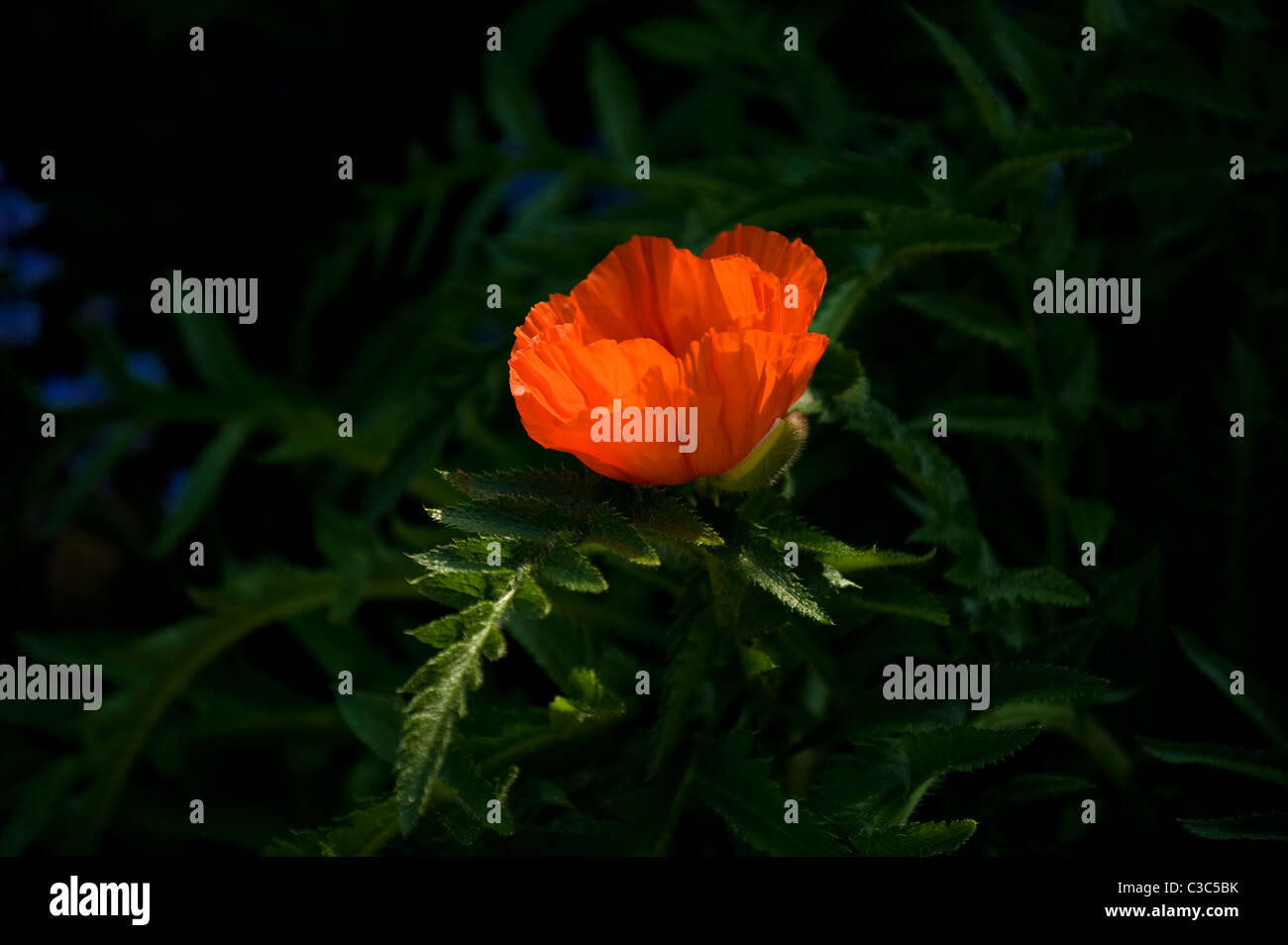 Red poppy and leaves hi-res stock photography and images - Alamy