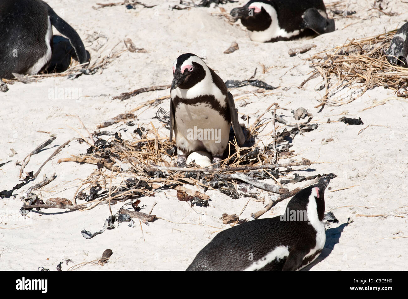African Penguins (Spheniscus demersus) nesting colony Boulders Beach ...