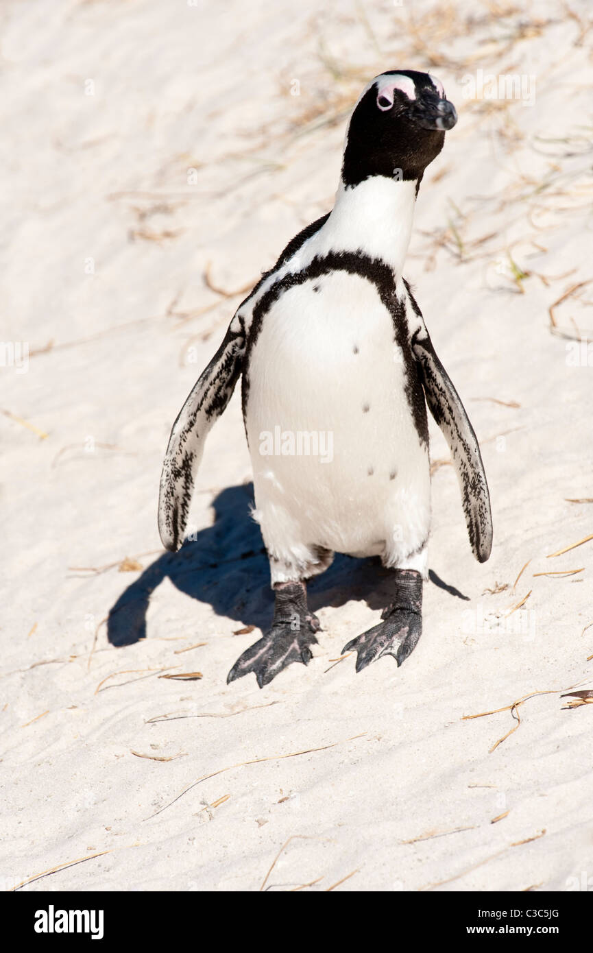 Simonstad hi-res stock photography and images - Alamy