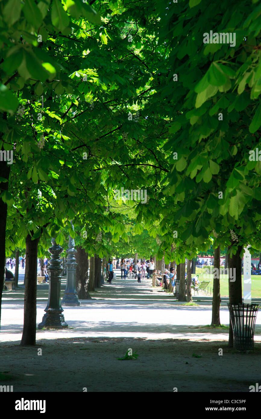 A line of Chestnut trees in the Tuileries Garden, Paris Stock Photo - Alamy
