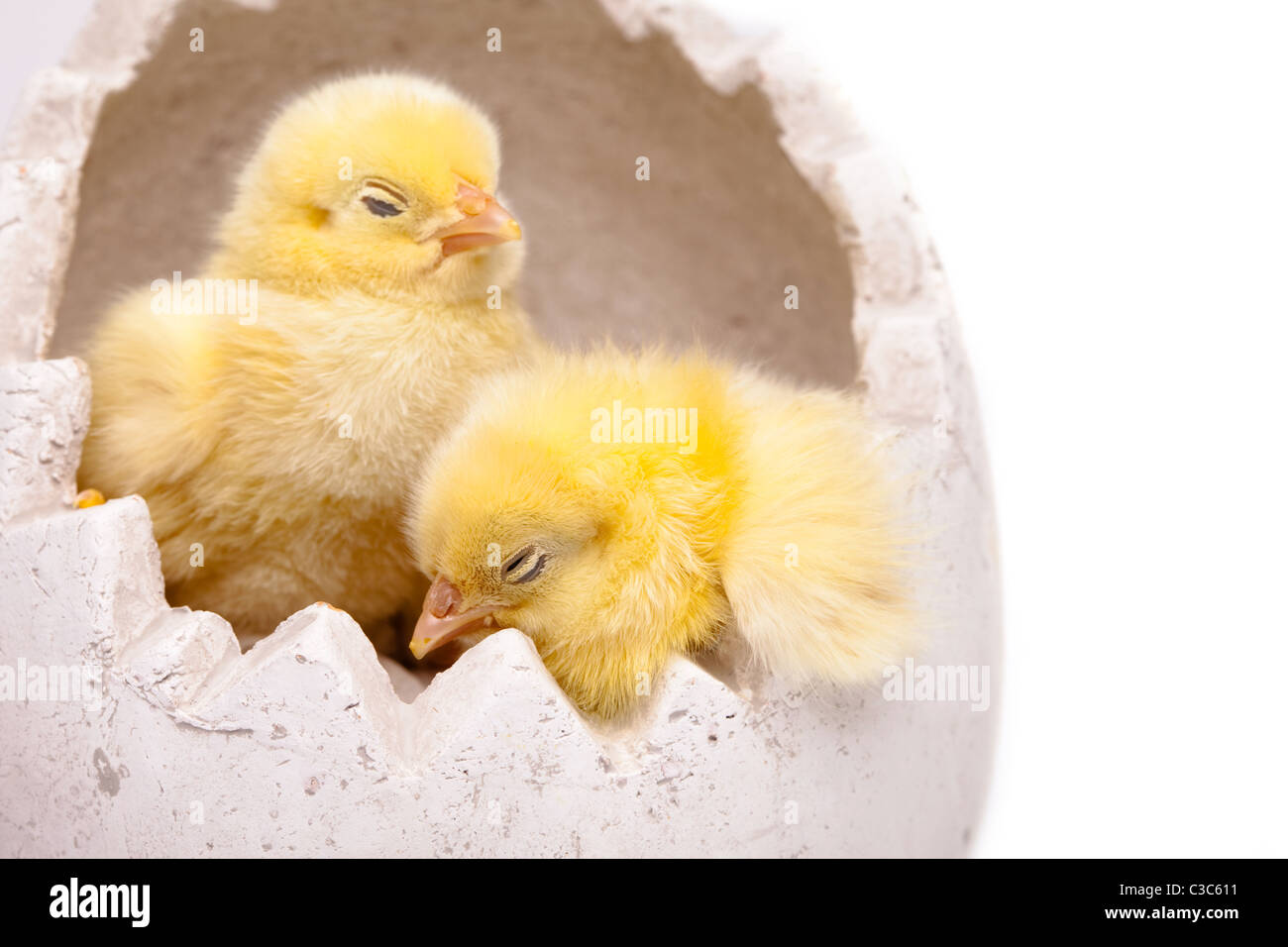 Yellow Chick over white background Stock Photo - Alamy