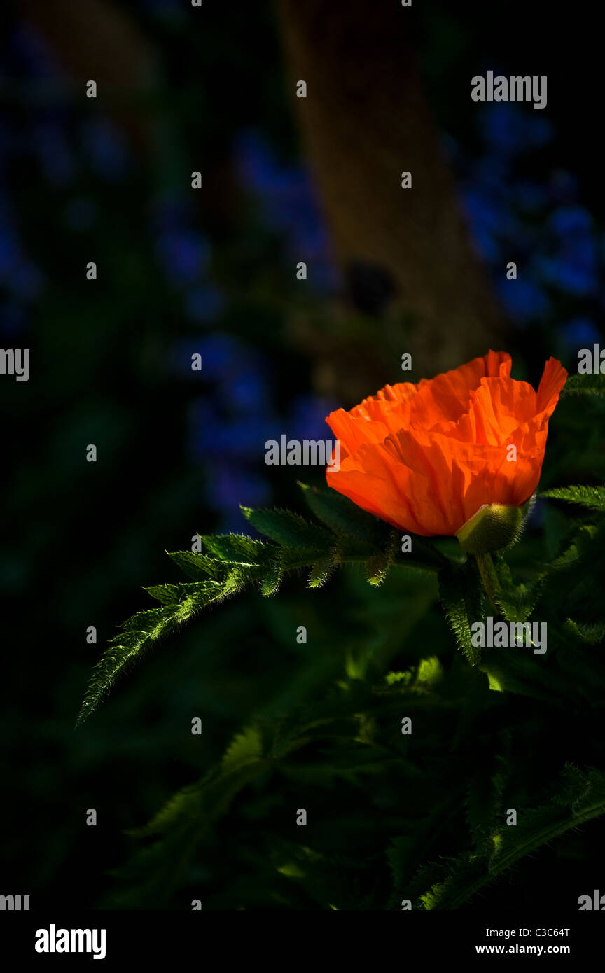 Red poppy and leaves hi-res stock photography and images - Alamy