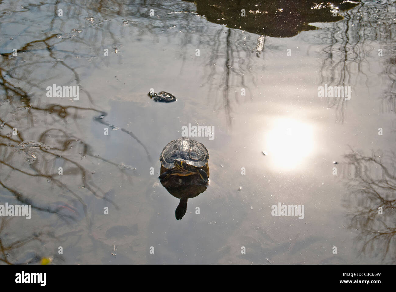 Common pond turtle hi-res stock photography and images - Alamy