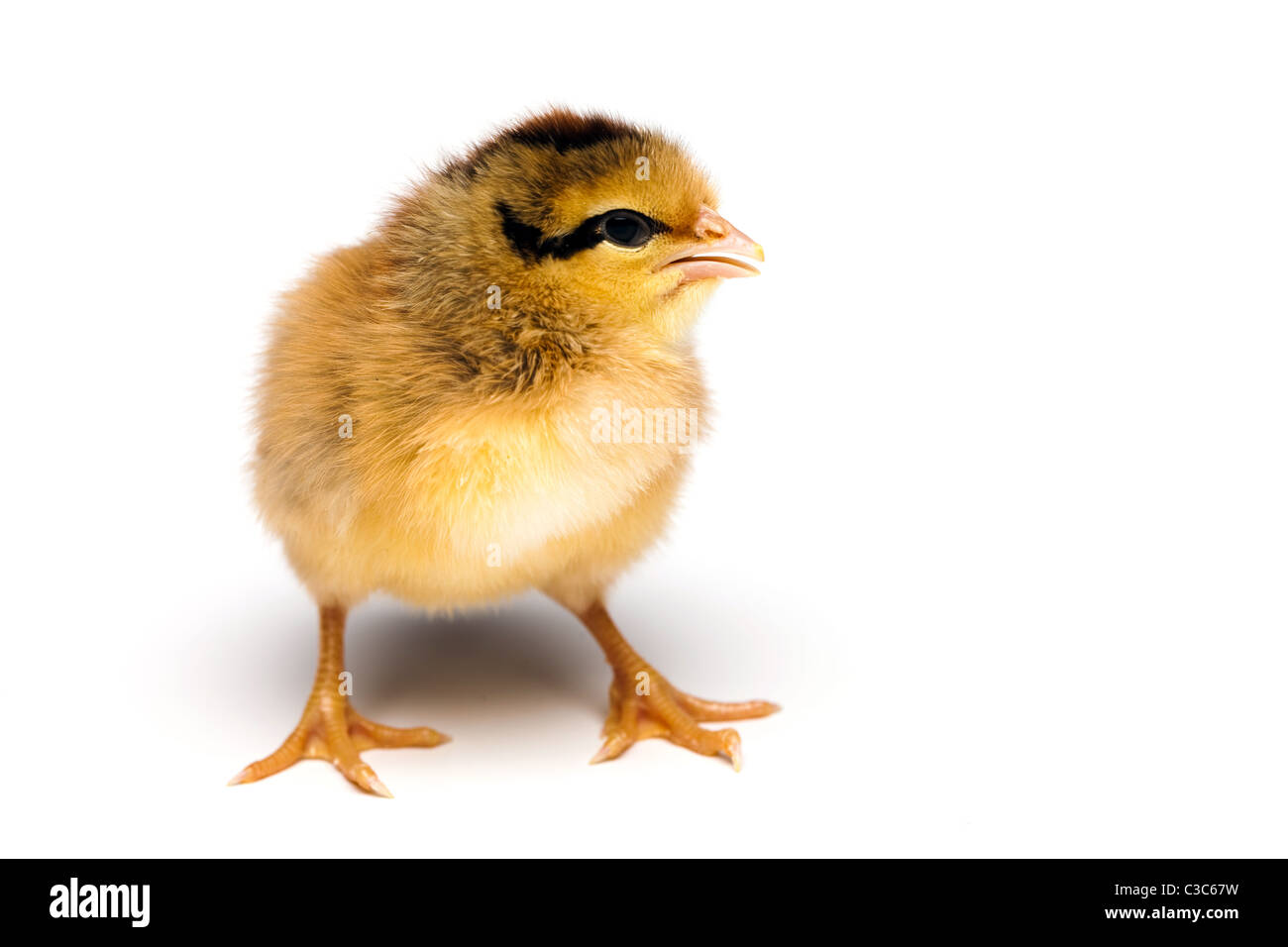Yellow Chick over white background Stock Photo - Alamy