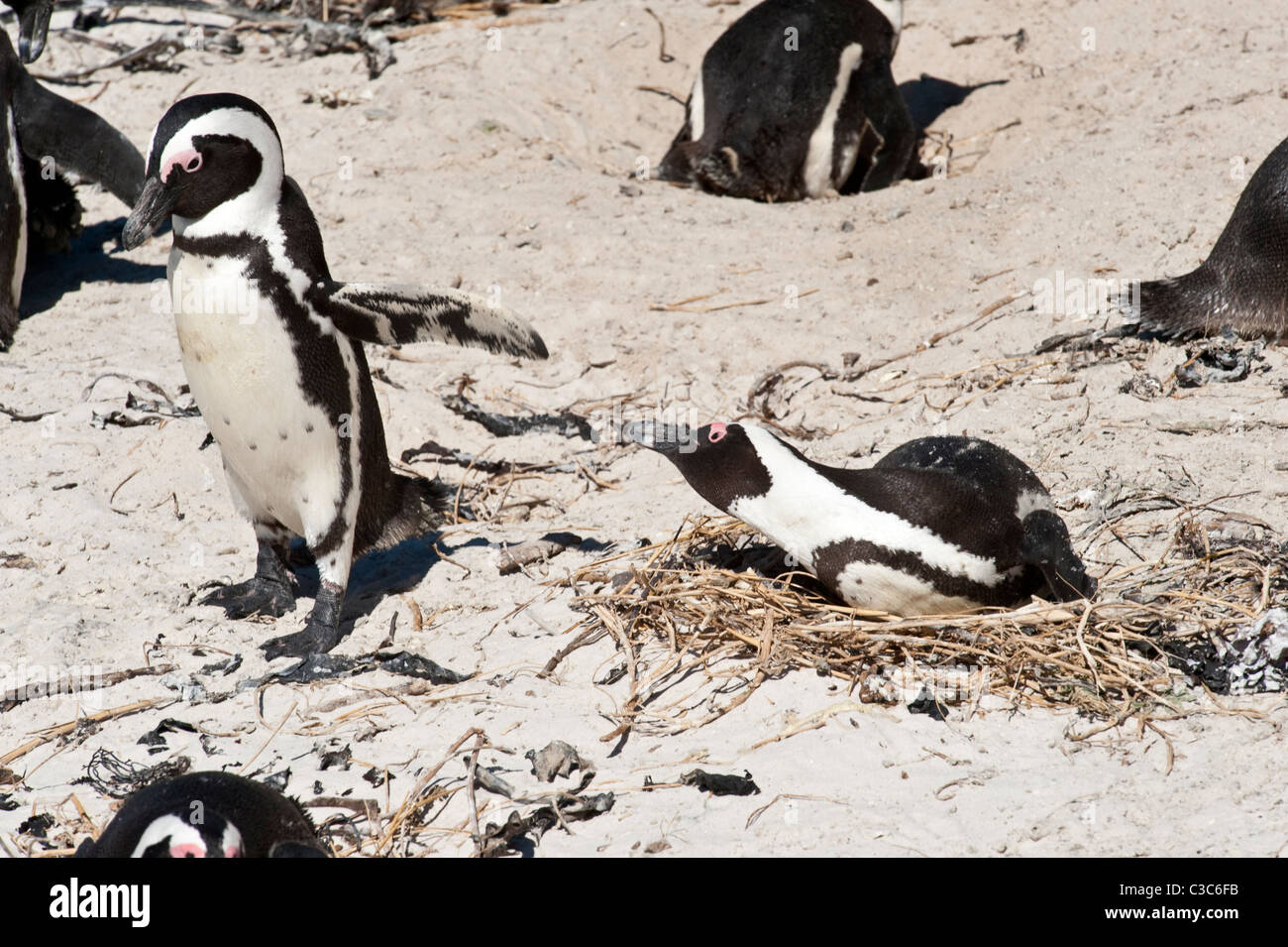 African Penguins (Spheniscus demersus) nesting colony Boulders Beach ...