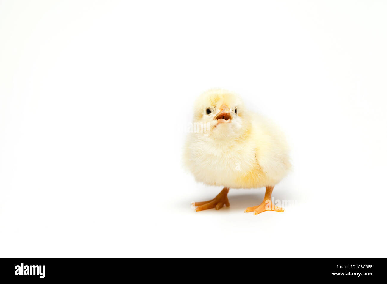Yellow Chick over white background Stock Photo - Alamy