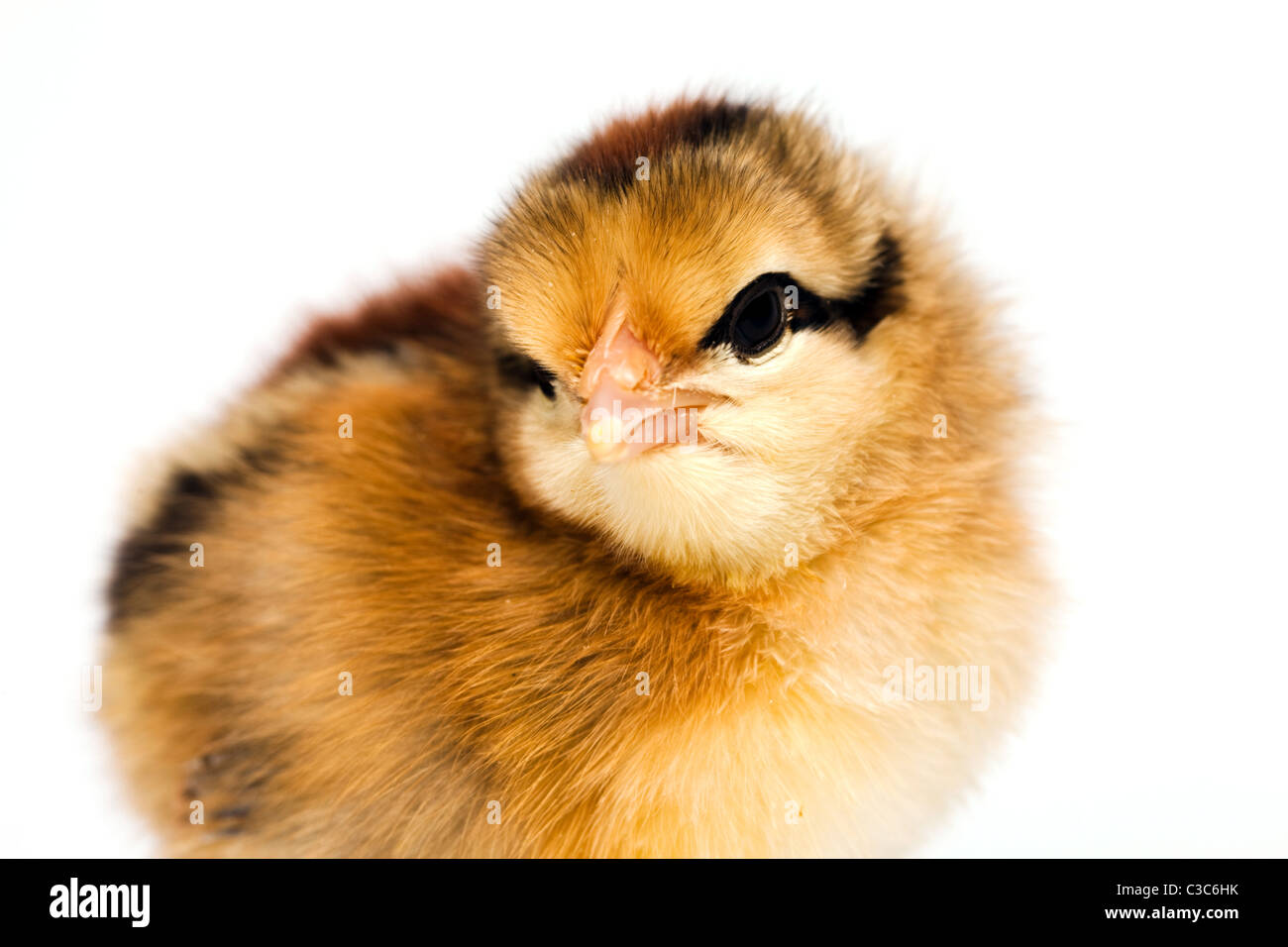 Yellow Chick over white background Stock Photo - Alamy