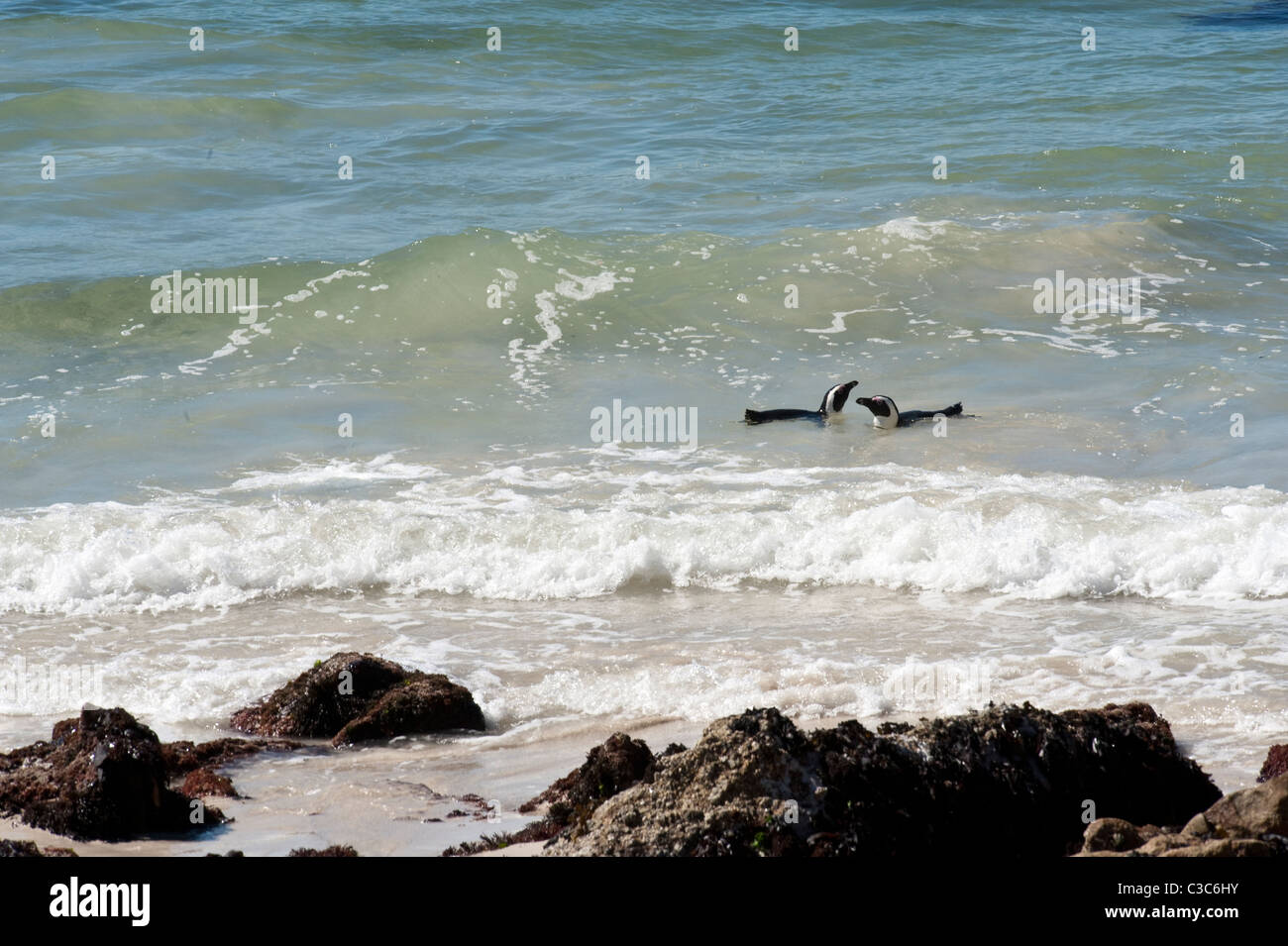 Banded penguins hi-res stock photography and images - Alamy