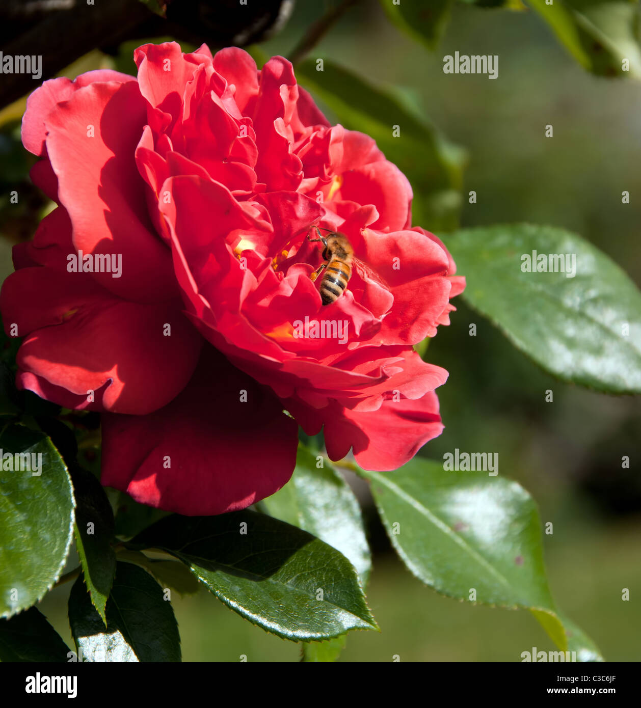Red and black bee hi-res stock photography and images - Alamy
