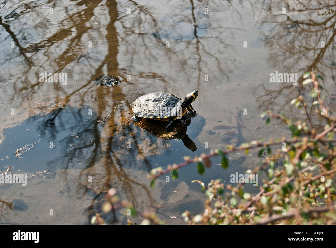 Common turtle hi-res stock photography and images - Alamy