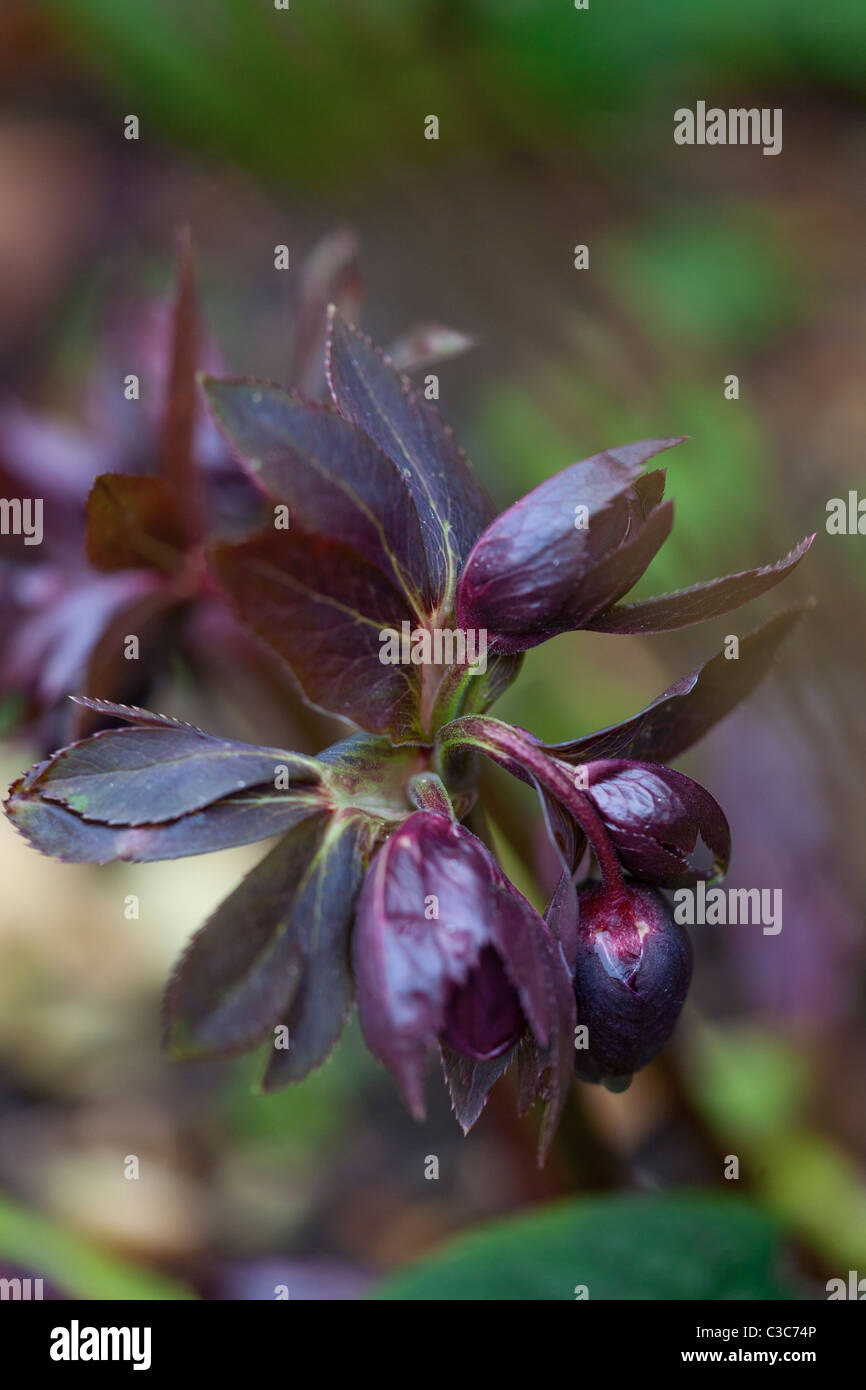 Deep purple colour hi-res stock photography and images - Alamy