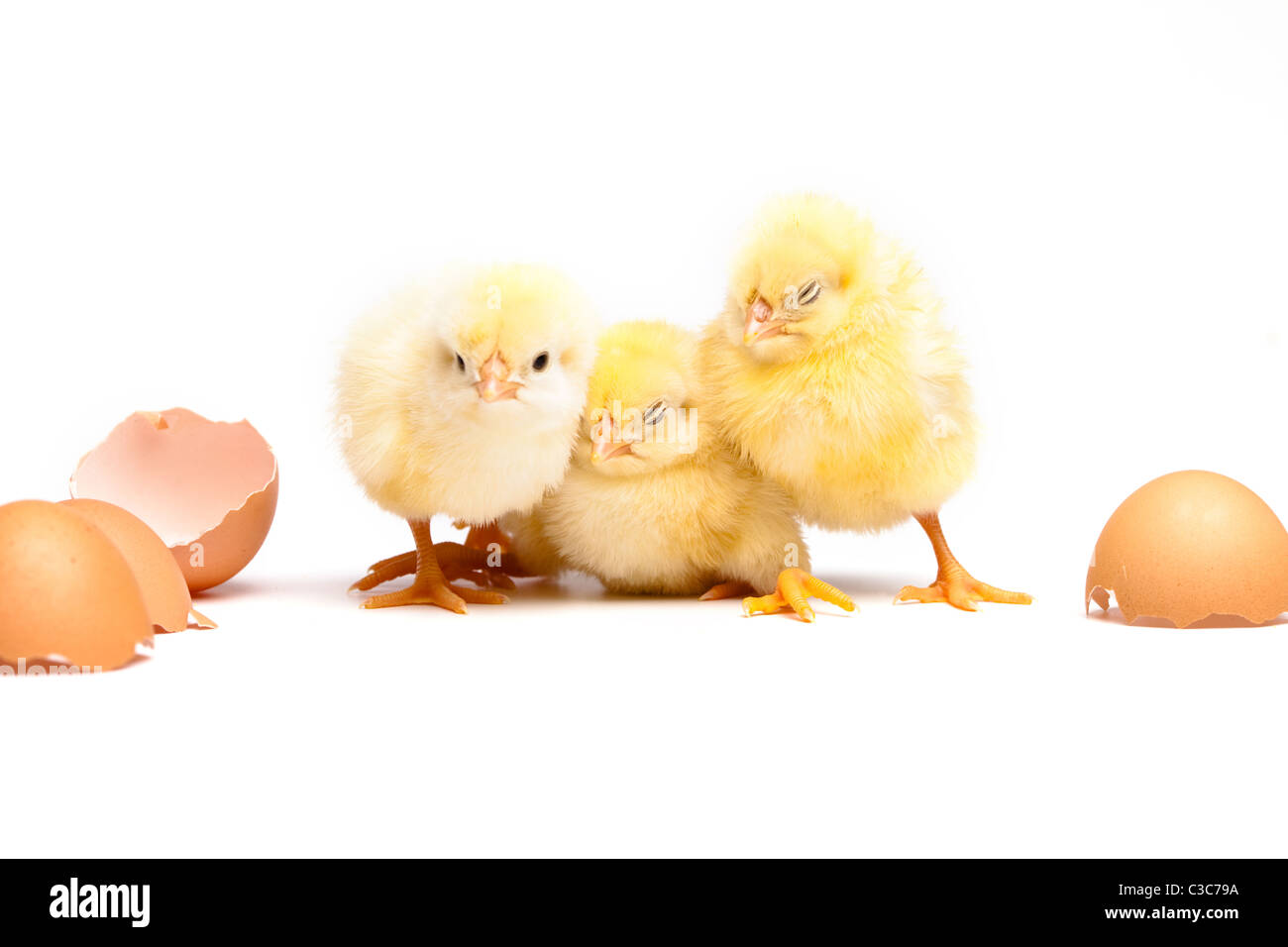 Yellow Chick over white background Stock Photo - Alamy