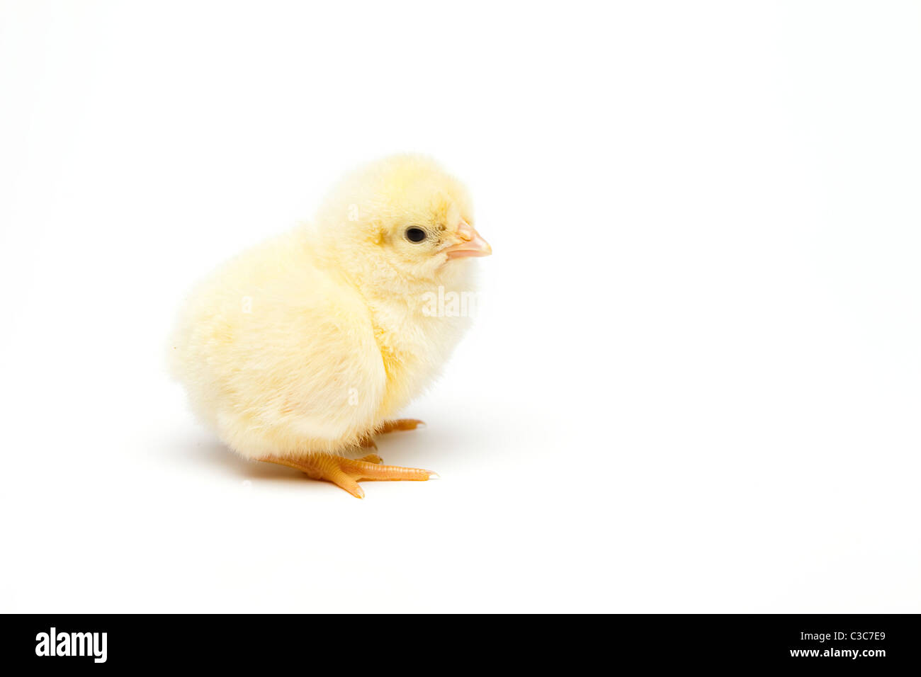 Yellow Chick over white background Stock Photo - Alamy