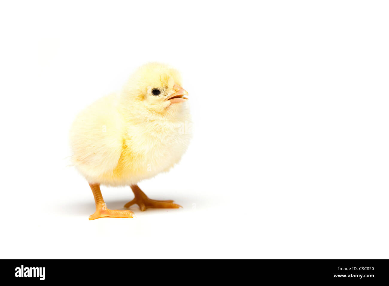 Yellow Chick over white background Stock Photo - Alamy