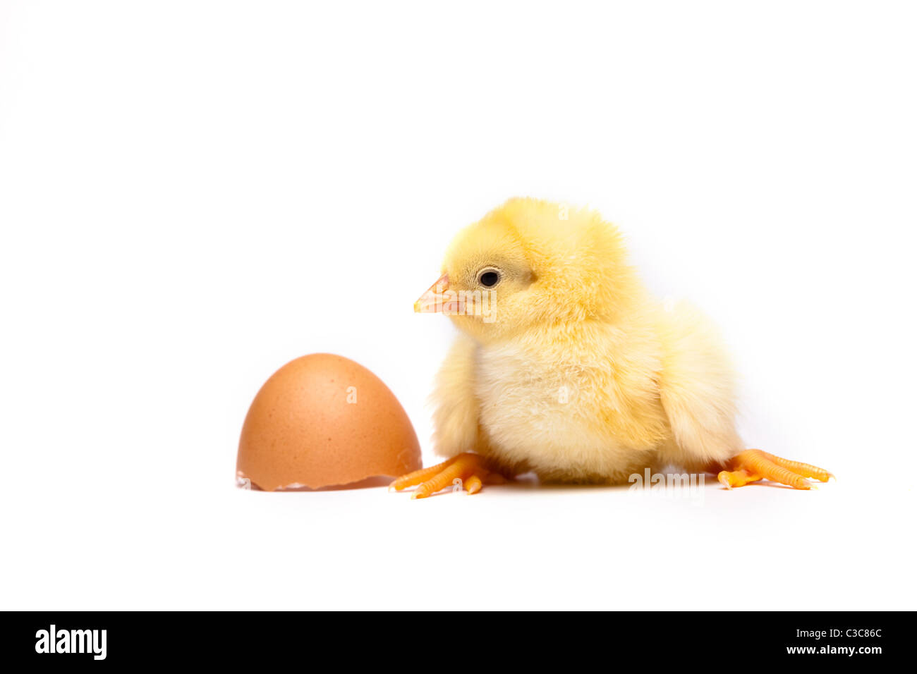 Yellow Chick over white background Stock Photo - Alamy