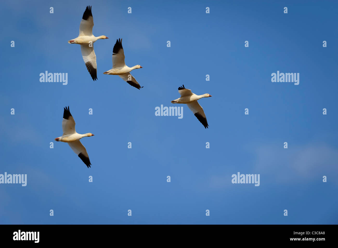 Snow Geese (Chen caerulescens) flying in formation, Central Montana ...