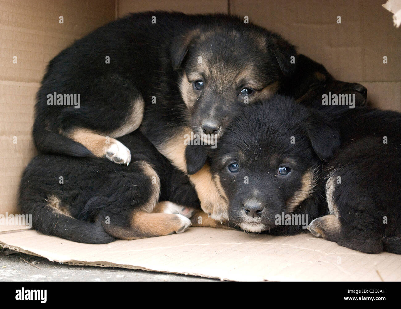 Homeless dog in a box hi-res stock photography and images - Alamy