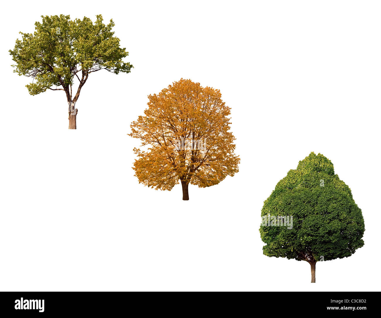 three trees isolated on white Stock Photo - Alamy