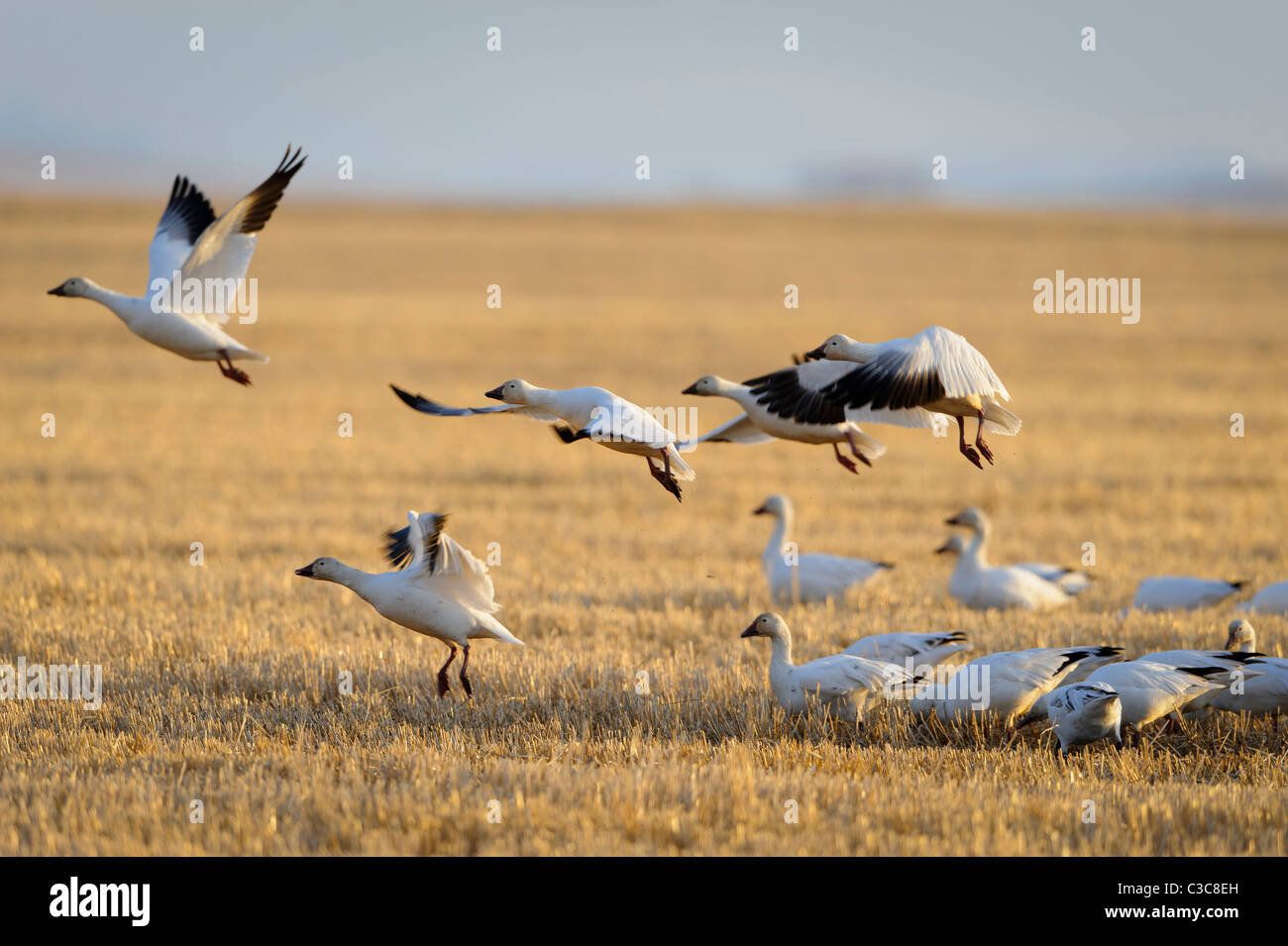 Snow Geese feeding in a hay field during their annual Spring migration ...