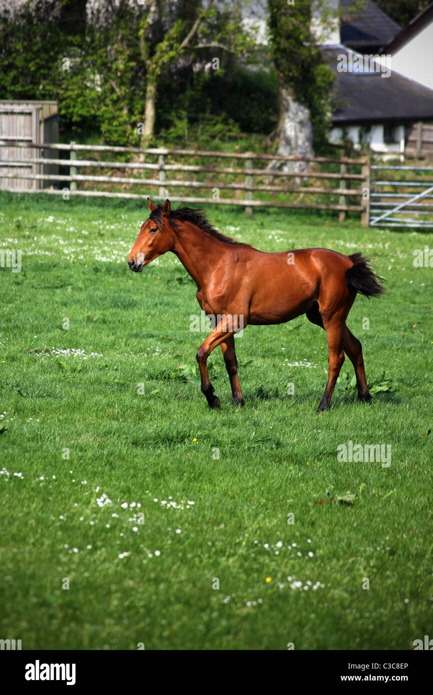 Thoroughbred action hi-res stock photography and images - Alamy