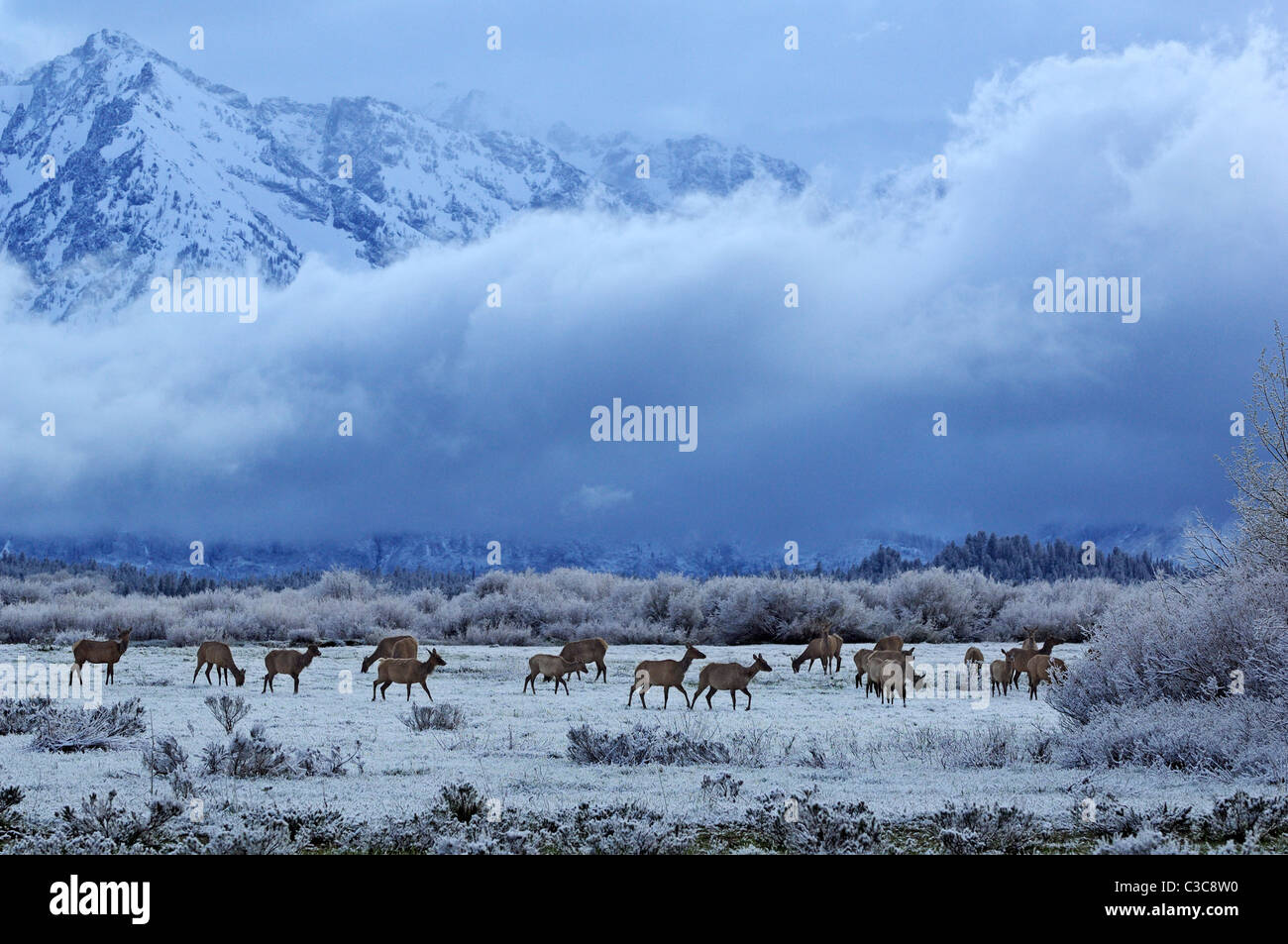 Elk snow fog mountains Stock Photo - Alamy