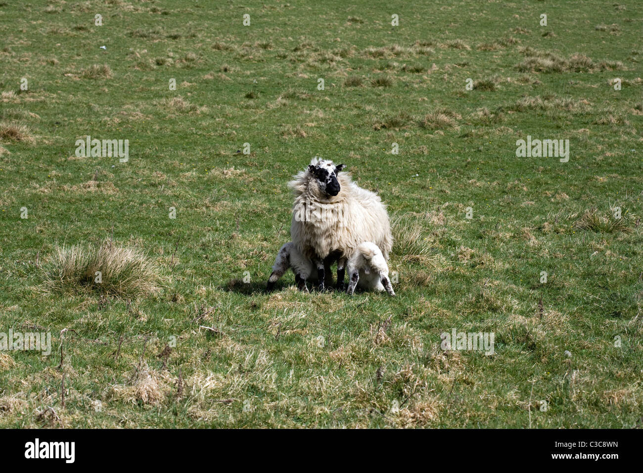 Derbyshire gritstone sheep hi-res stock photography and images - Alamy