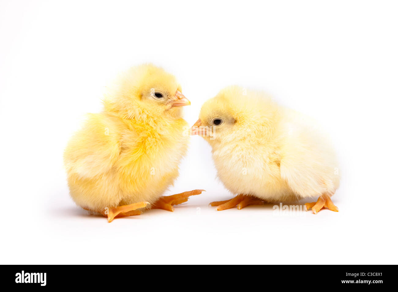 Yellow Chick over white background Stock Photo - Alamy