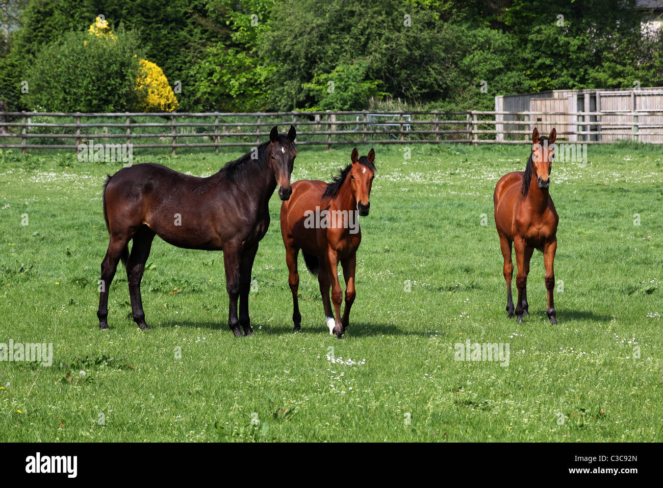 Three horses running in a field hi-res stock photography and images - Alamy