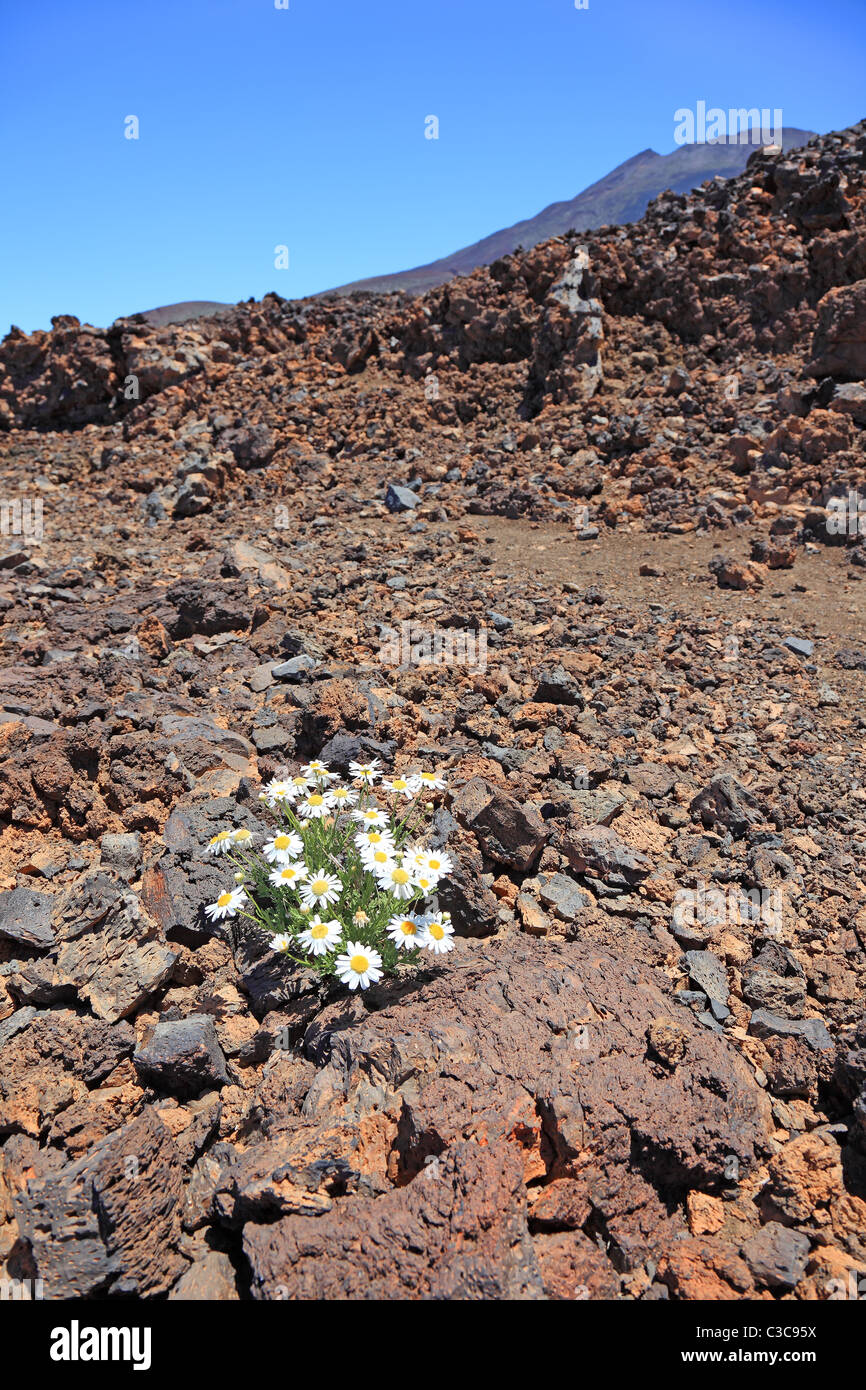 Metaphors of hope, isolation, vitality, loneliness, contemplation ...