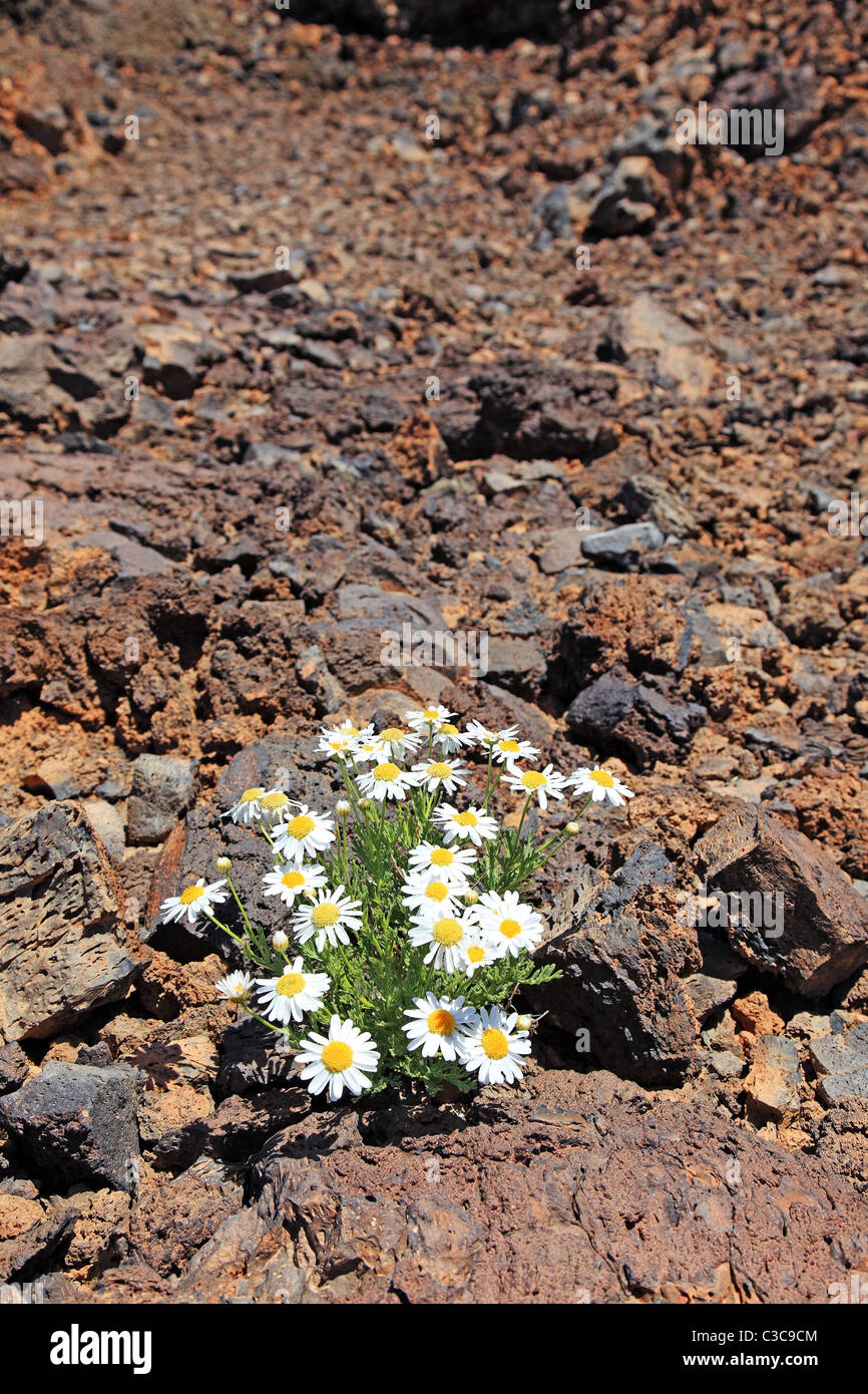 Metaphors of hope, isolation, vitality, loneliness, contemplation ...