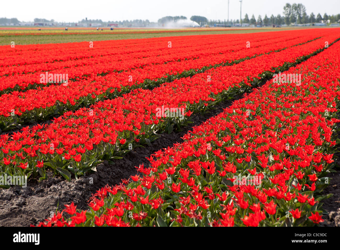 tulip farm in Delft, Netherland Stock Photo - Alamy