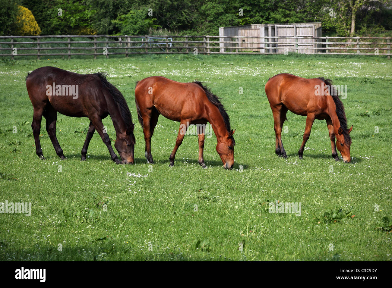 Three thoroughbred horses in a field Stock Photo - Alamy