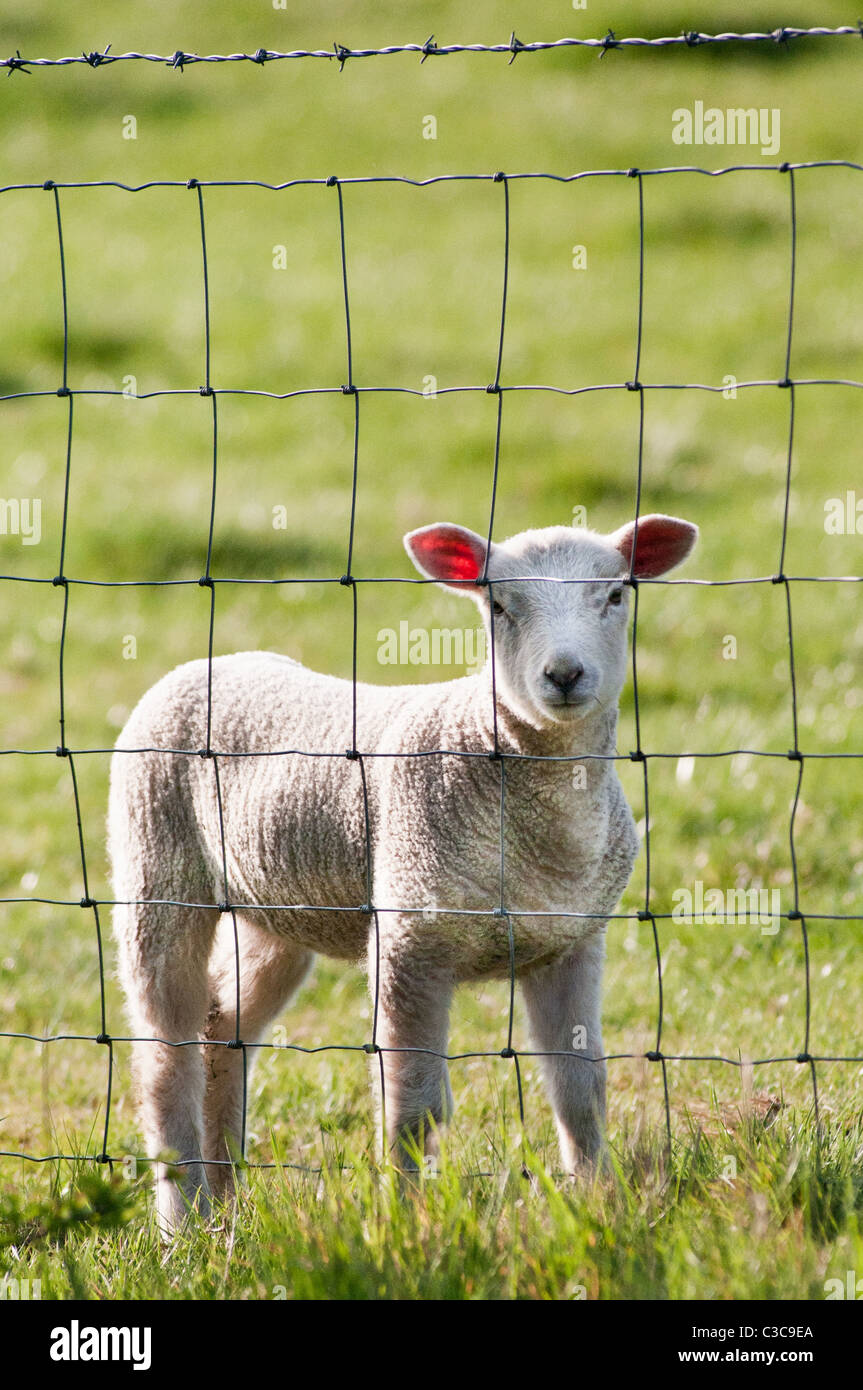 Young white faced lamb looking through wire fence Stock Photo - Alamy