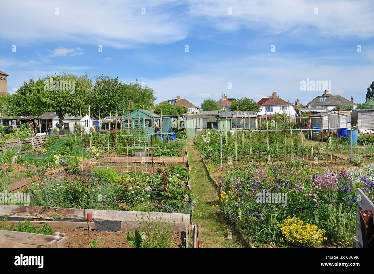 Allotments, East Sussex, England Stock Photo - Alamy