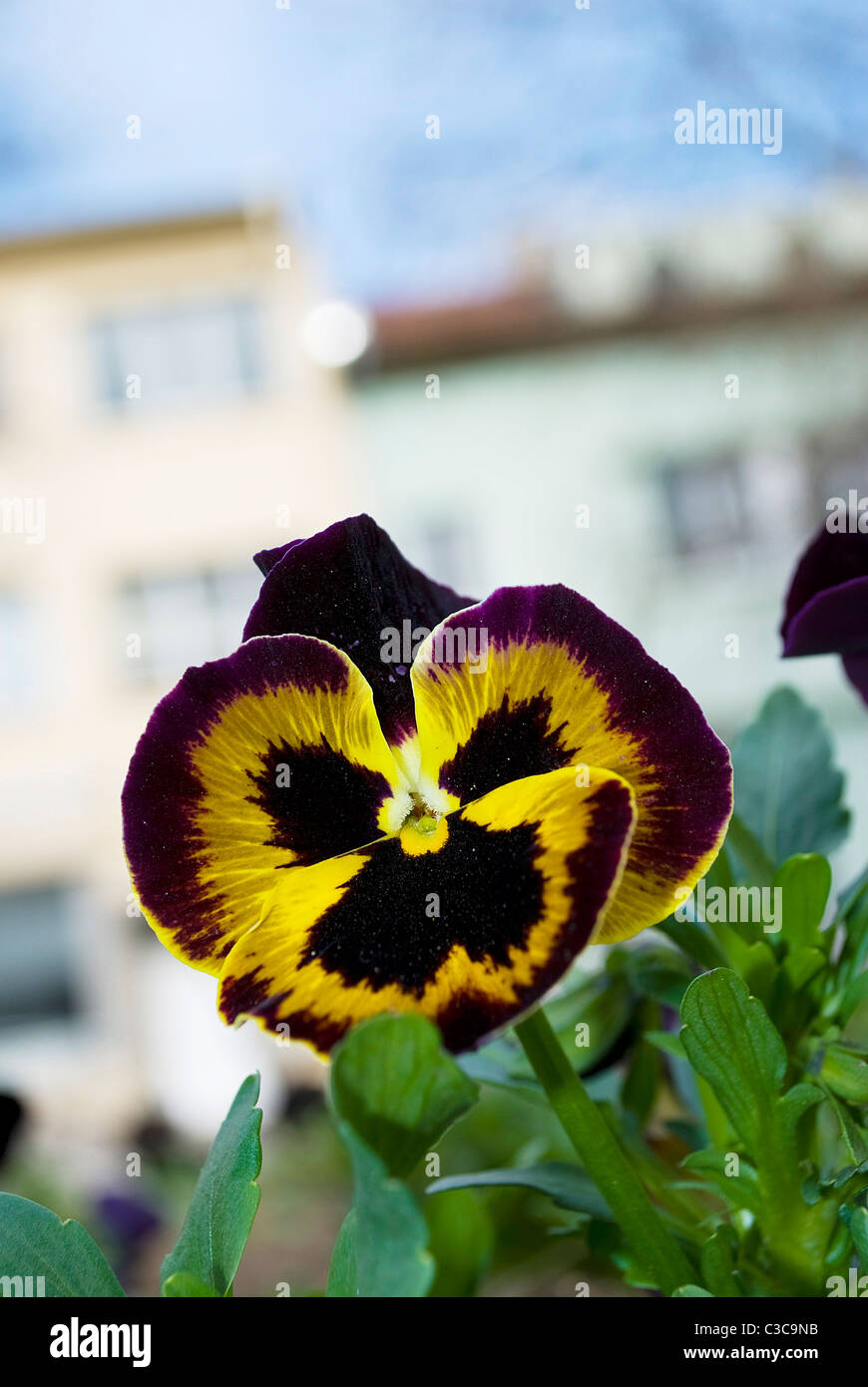 beautiful viola pansy flower at spring in a garden Stock Photo - Alamy