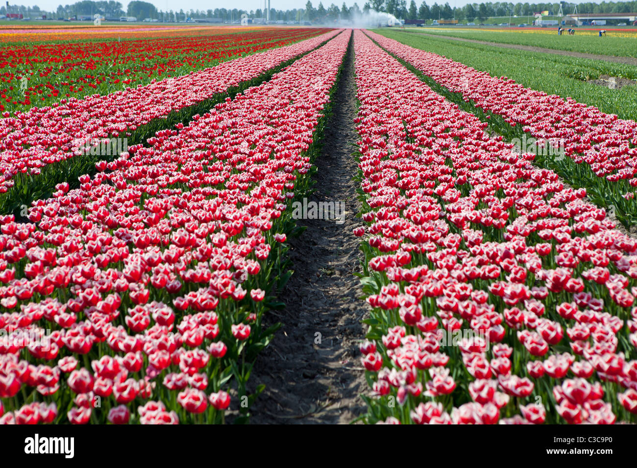 tulip farm in Delft, Netherland Stock Photo - Alamy