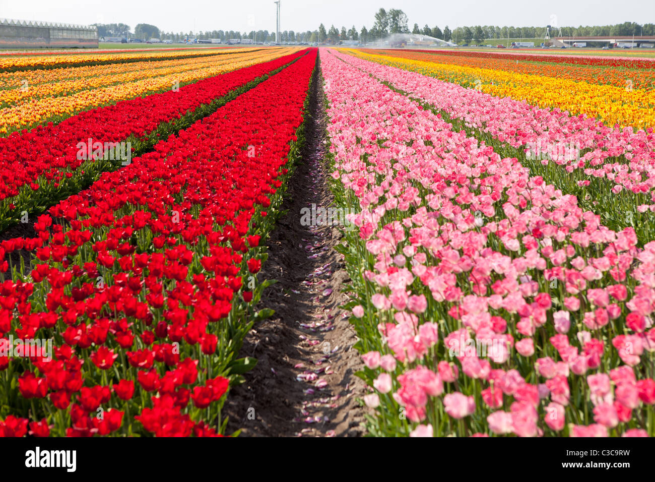 tulip farm in Delft, Netherland Stock Photo - Alamy