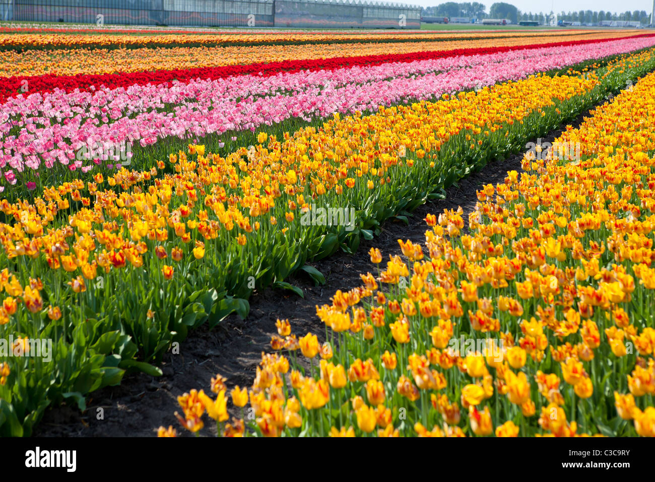 tulip farm in Delft, Netherland Stock Photo - Alamy