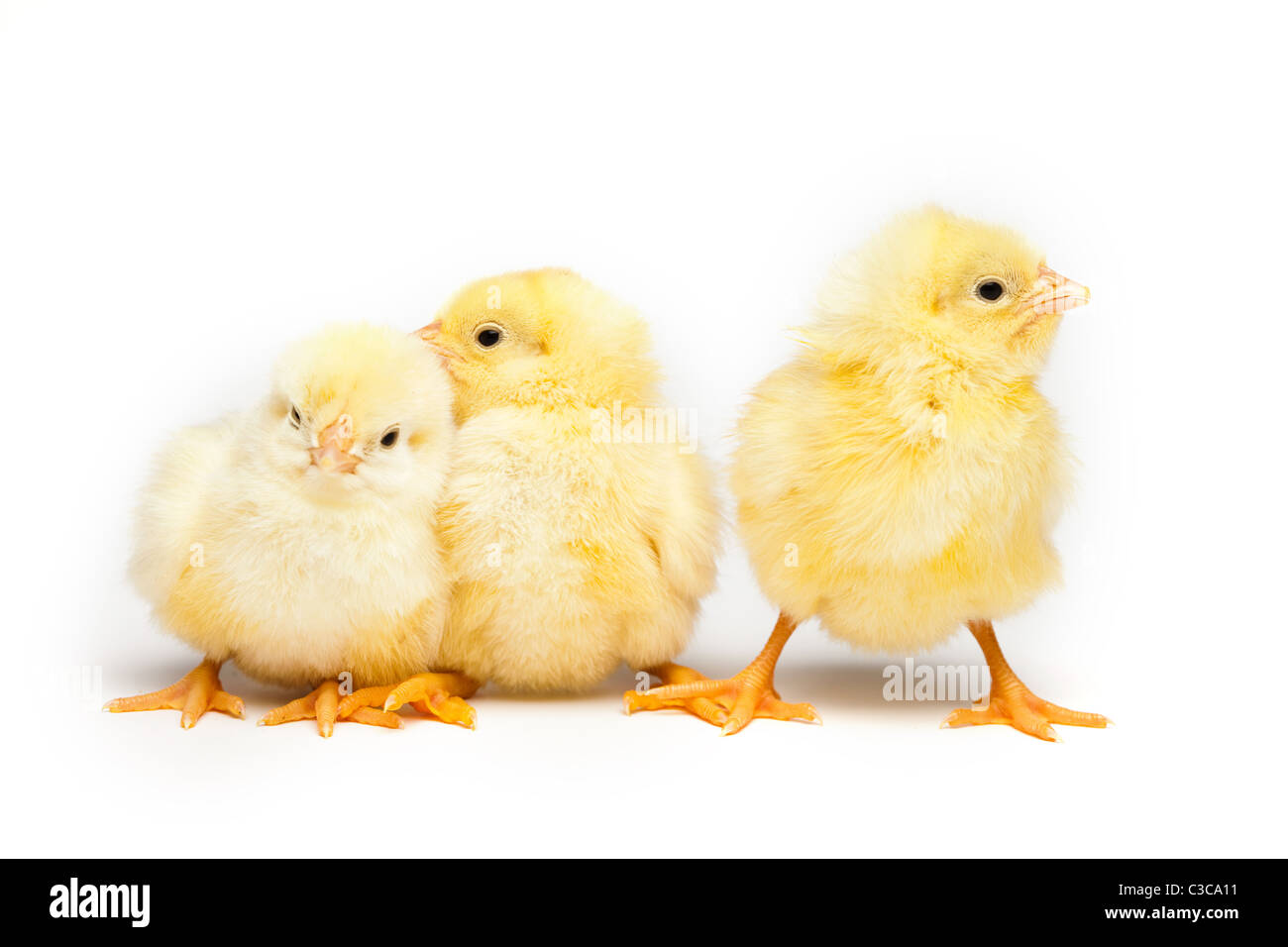 Yellow Chick over white background Stock Photo - Alamy