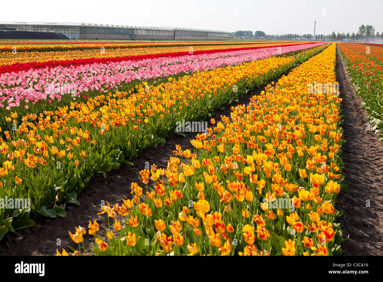 tulip farm in Delft, Netherland Stock Photo - Alamy
