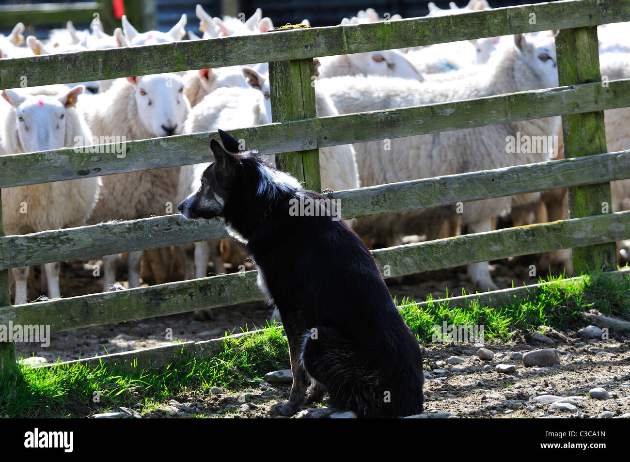 Dog rounding up sheep hi-res stock photography and images - Alamy