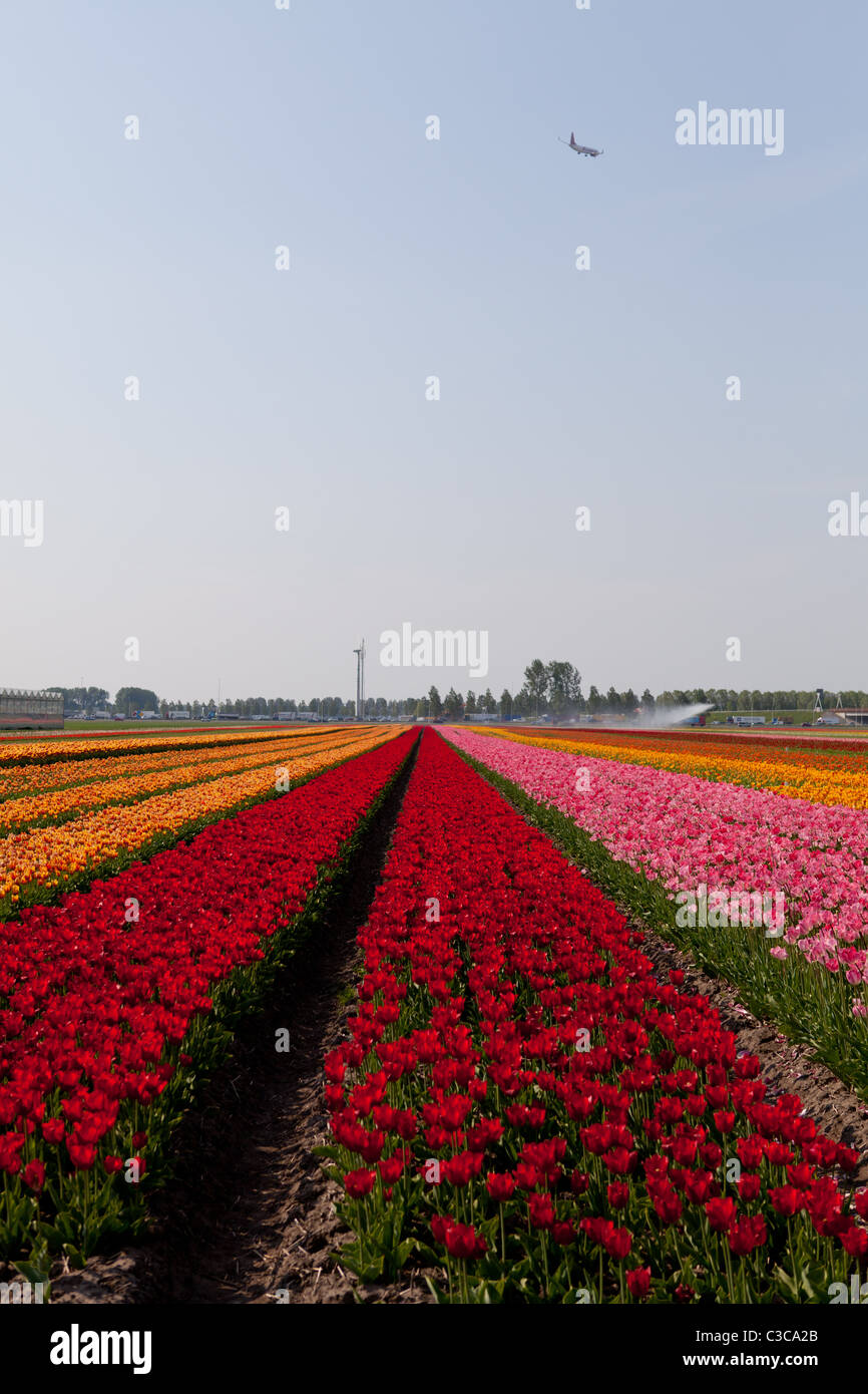 tulip farm in Delft, Netherland Stock Photo - Alamy